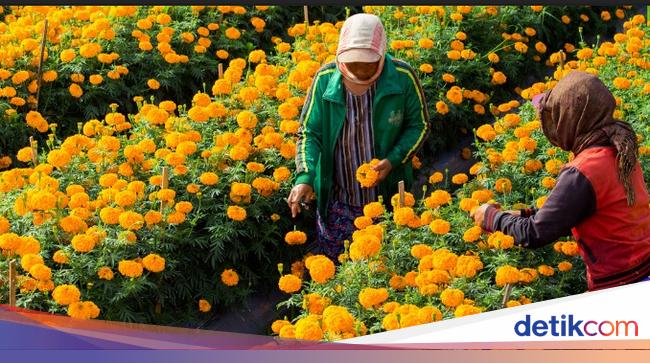 Bunga Gemitir Bali: Lokasi, Daya Tarik, dan Harga Tiketnya