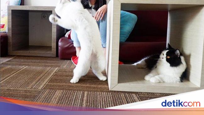 Seru! 10 Kafe Ini Tawarkan Sensasi Minum Kopi Bareng Kucing