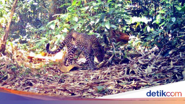 20 Hewan Pemakan Daging Beserta Jenisnya