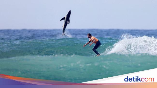 Hiu Putih Besar Photobomb Peselancar