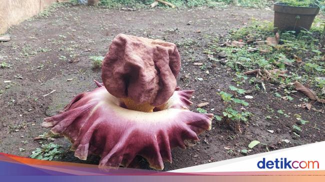 Bunga Berbau Busuk Kagetkan Warga Cimahi, Tiba-tiba Tumbuh di Pekarangan