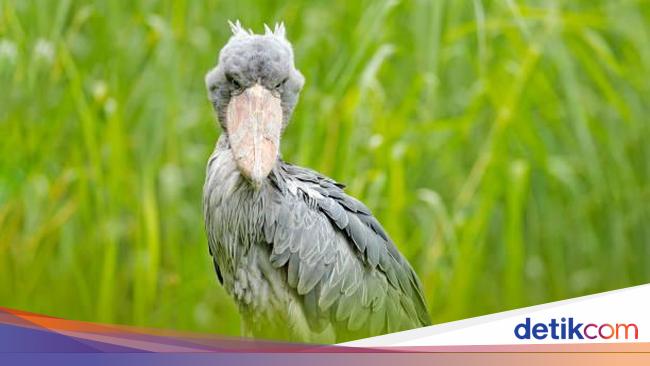 Mengenal Burung Terseram di Dunia Pemangsa Bayi Buaya