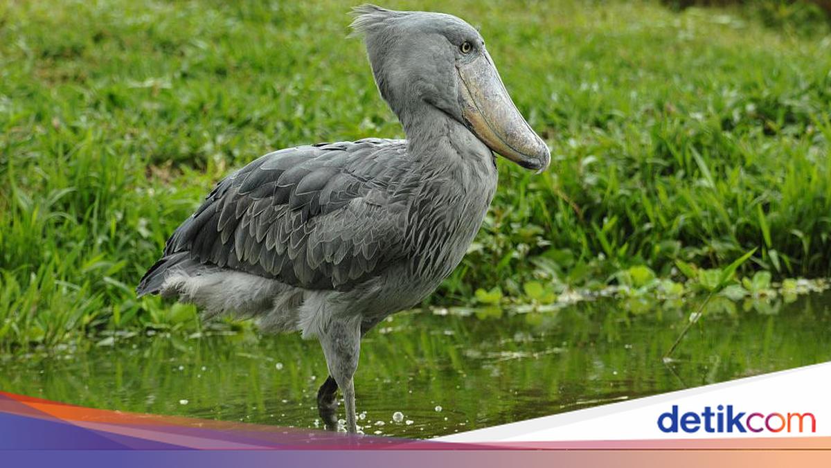 Saat Burung Langka Hinggap di Kapal Wisata, Turis-turis Takjub