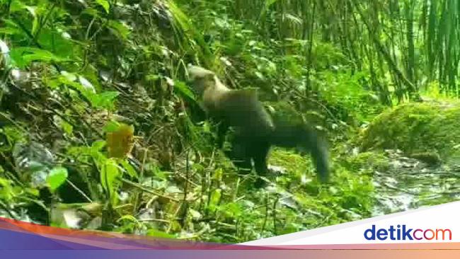 Musang Leher Kuning Terekam di Gunung Ciremai