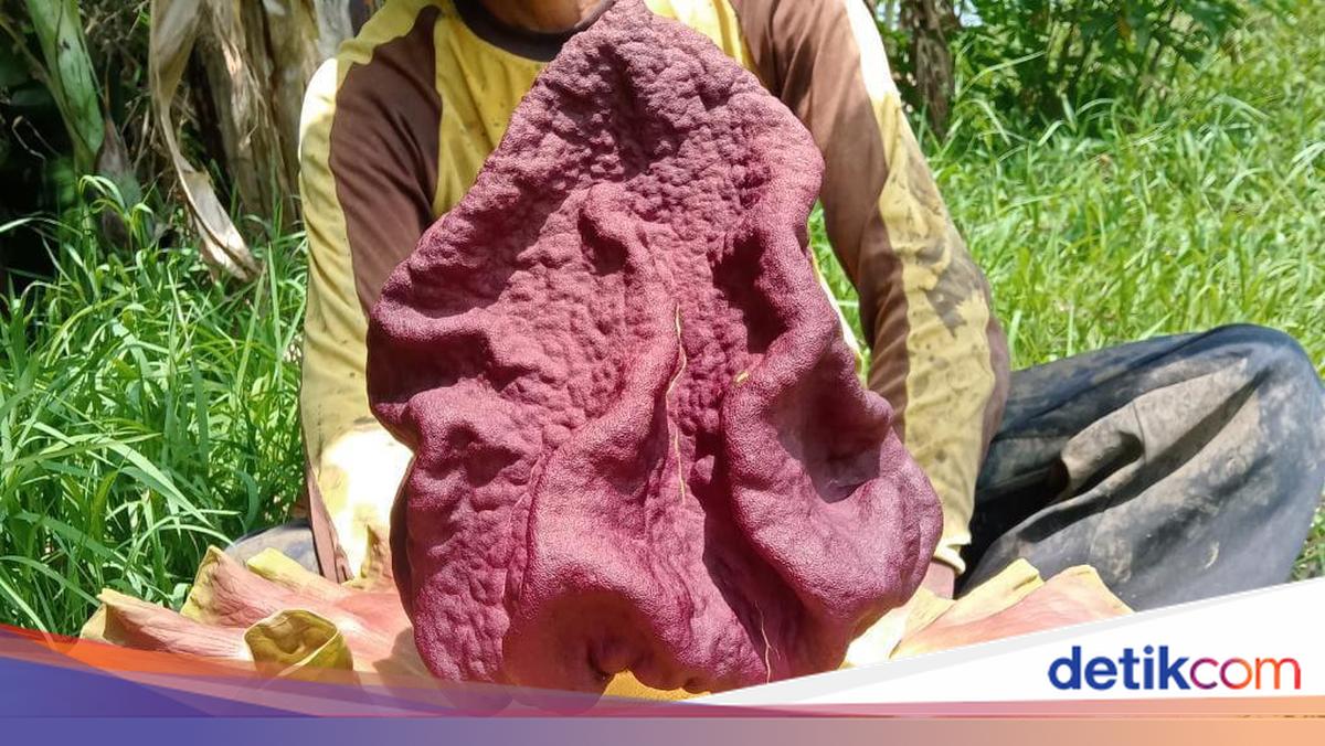 Bunga Bangkai Bermekaran di Beberapa Wilayah Klaten, Ini Penampakannya