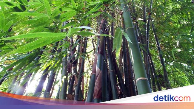 Bambu Sukabumi dan Kualitasnya yang Mumpuni