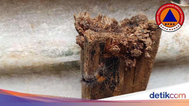 Permukiman di Bogor 'Diserang' Ulat Bulu, Merambat di Tembok Sampai Baju