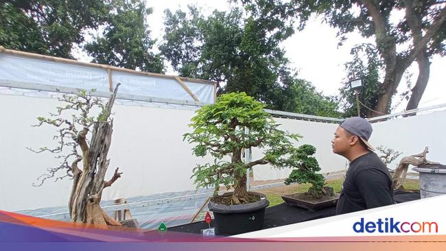 Ragam Jenis Tanaman Bonsai Beradu Cantik di Cirebon