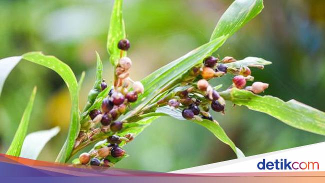 10 Jenis Tanaman Obat Paling Populer di Indonesia