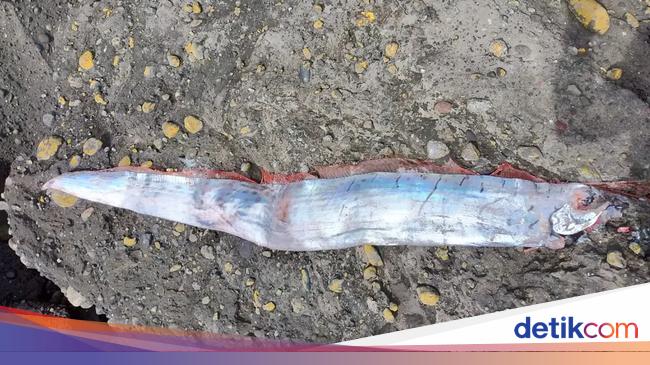 Jika Ikan Ini Sudah Muncul ke Permukaan, Maka Bencana Akan Datang Jika Ikan Ini Sudah Muncul ke Permukaan, Maka Bencana Akan Datang