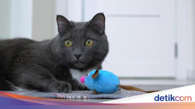 Gemoy! Ini Busok, Kucing Ras Asli Indonesia yang Mirip British Shorthair