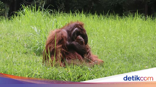 Orang Utan, Spesies Kera yang Mampu Rencanakan Masa Depan