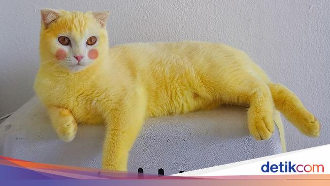 Gemes! Kucing Ini Jadi Berubah Warna Kuning Gegara Pakai Kunyit