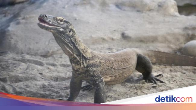 Komodo Punya Rumah Baru di San Francisco, Bentuk Diplomasi RI-AS