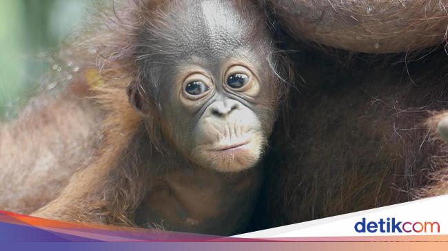 Lucunya Parti Kejora, Bayi Orang Utan di Serulingmas Zoo Banjarnegara
