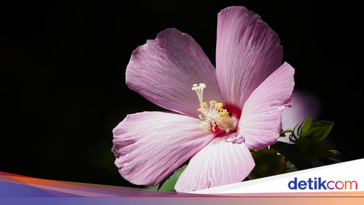 Cara Penyerbukan Bunga Sepatu dan Tujuannya