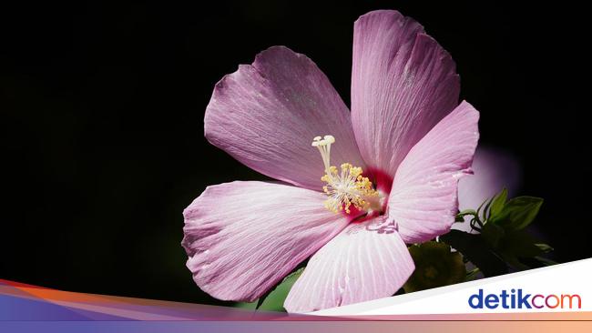 Fungsi Tangkai Putik beserta Strukturnya