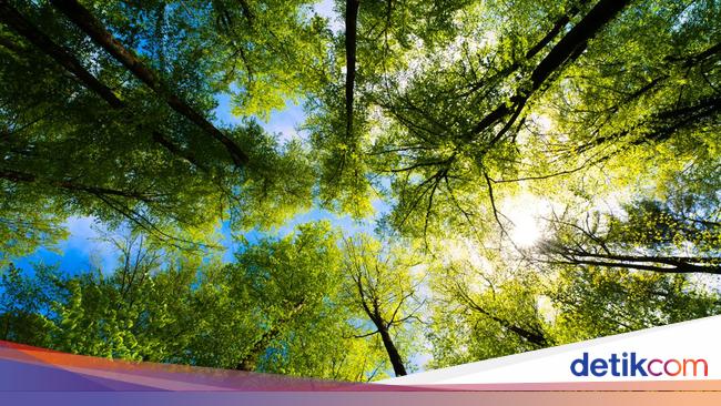 Mengenal Flamboyan hingga Soga di Hari Menanam Pohon