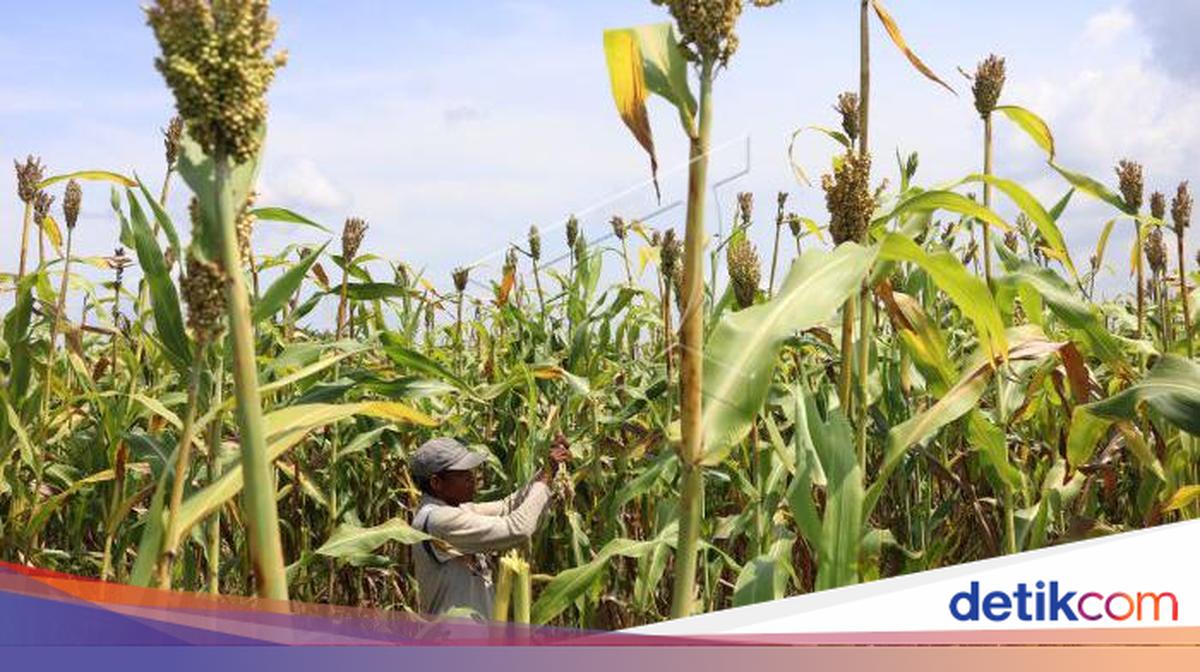 Apa Itu Sorgum? Ini Kandungan, Manfaat, dan Sejarah Kemunculannya