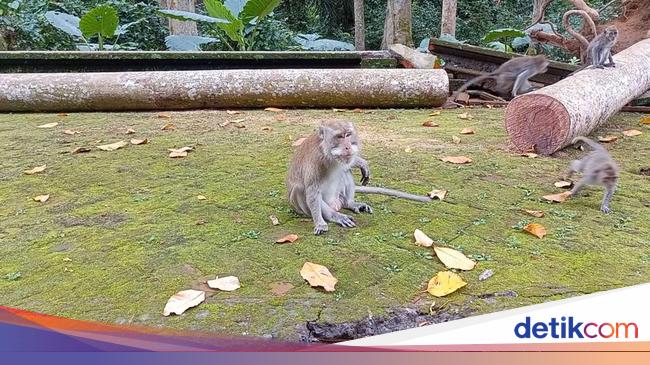 Australia Waspada, Badung Jamin Monyet di Sangeh Bebas Rabies
