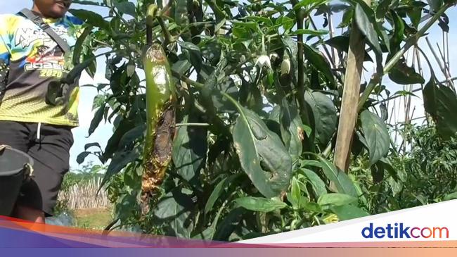 Terserang Hama Patek, Petani di Purwakarta Bakar Cabai Agar Tak Menular