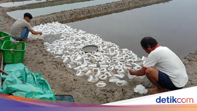 Oslahan, Cara Petani Indramayu Budidaya Udang Kaki Putih