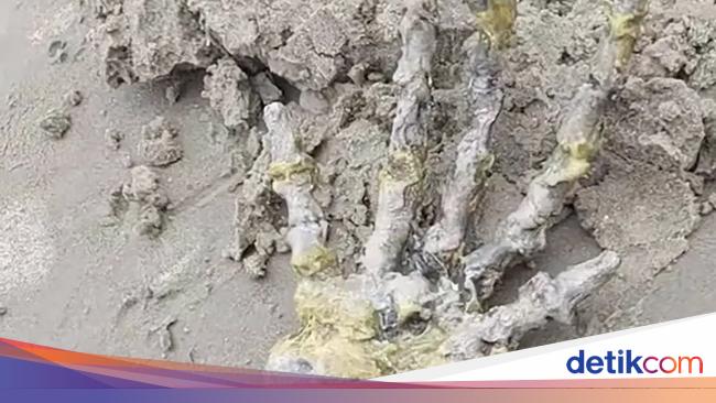 Pasangan Ini Temukan Tangan 'Alien' di Pantai, Wujudnya Bikin Merinding!