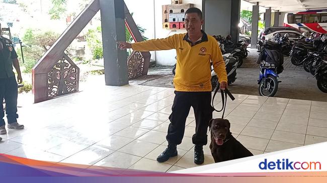Kenalan dengan Coco Anjing Pelacak 3 Korban Gempa Cianjur Terkubur