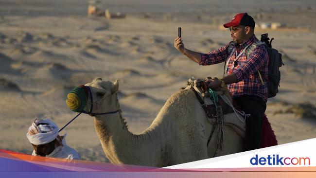 Potret Wisata Unta yang Laris Manis di Qatar