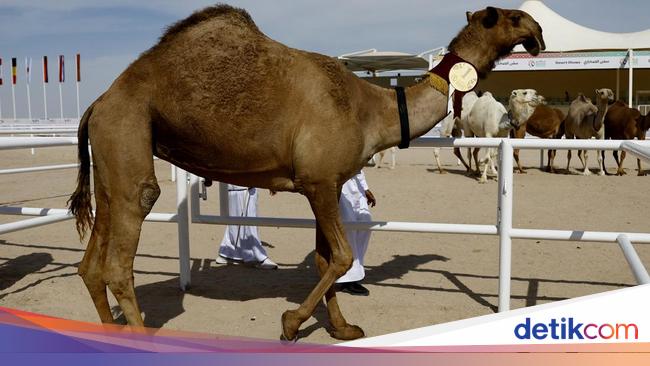 Kloning Unta Adalah Bisnis Besar di Dubai, Harganya Lebih dari Setengah ...