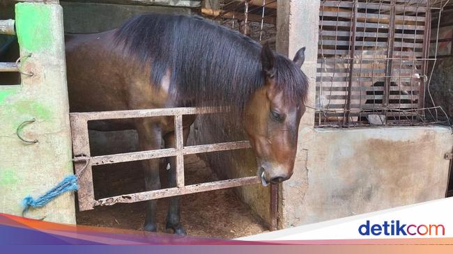 Kirab Ngunduh Mantu Kaesang-Erina di Solo, Disiapkan 28 Kuda-12 Kereta