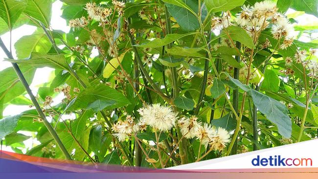 Mengetahui Manfaat Daun Afrika dan Cara Mengolahnya