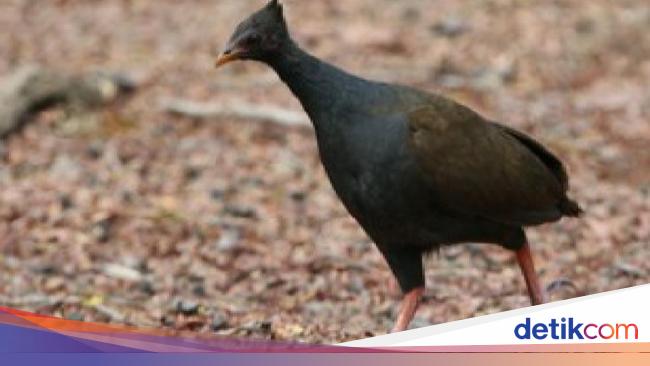 Kenalan Yuk dengan Gosong, Burung Murah Hati ke Komodo
