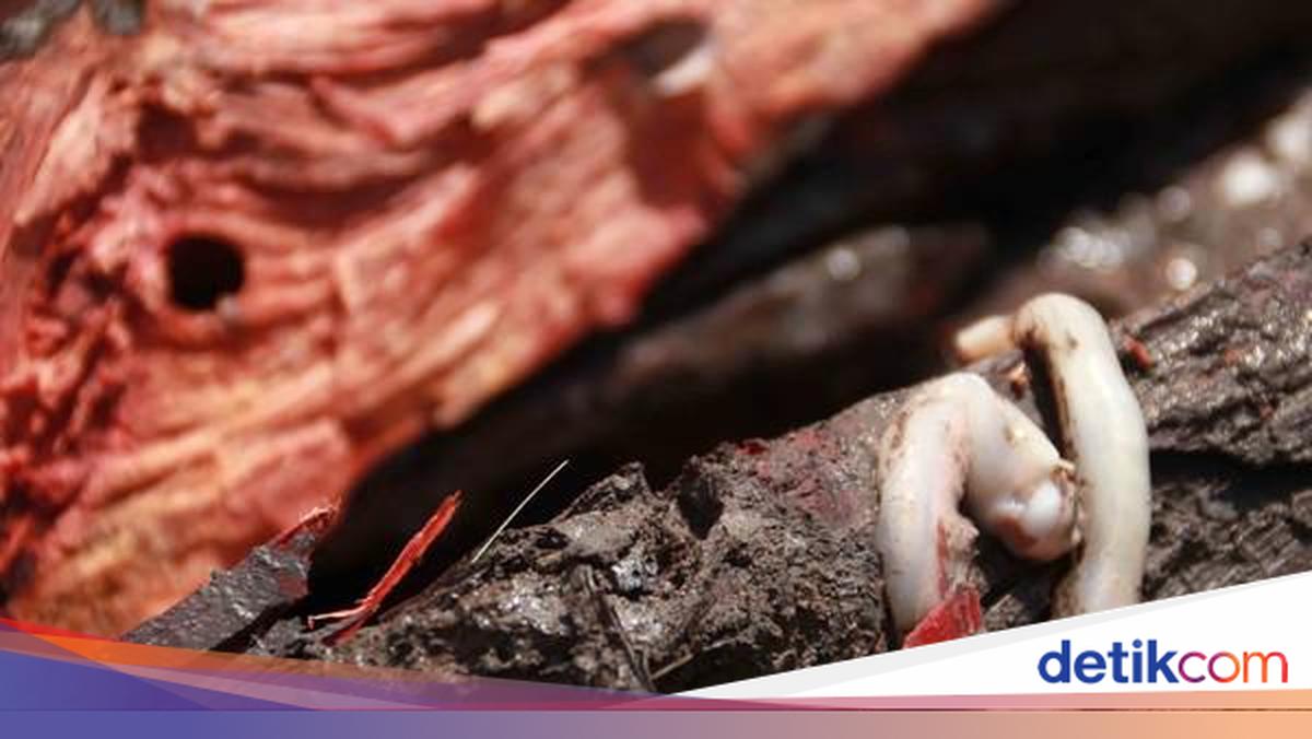 5 Fakta Cacing Tembiluk yang Lezat dan Bisa Dongkrak Kejantanan Pria