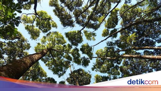 Amazing! Ini Cara Pohon-pohon di Hutan Saling 'Berbicara'
