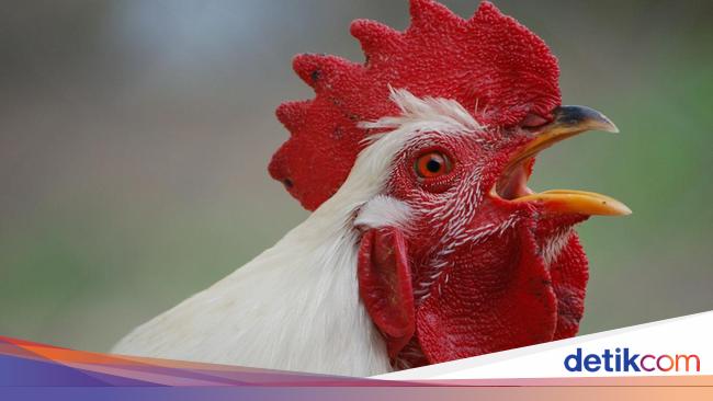 Kamu Bertanya-tanya Sunat Model Apa yang Paling Hits? Salah, Bukan ...