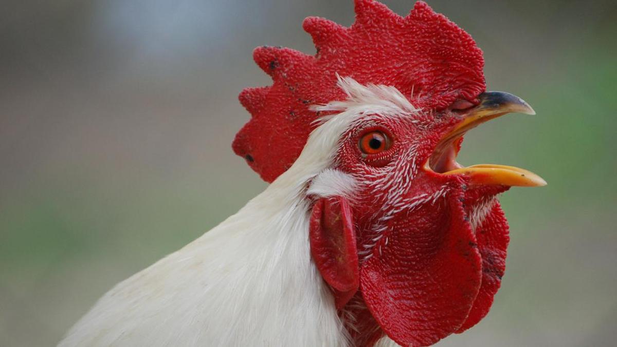 Kamu Bertanya-tanya Sunat Model Apa yang Paling Hits? Salah, Bukan ...