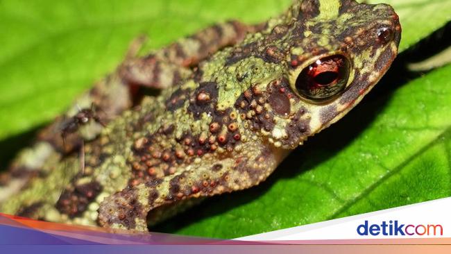 Bagaimana Proses Metamorfosis Katak? Ini Penjelasannya