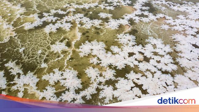 Brrr... Bunga Es Mekar di Danau Garam Yuncheng China