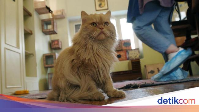 Kucing Sudah Ramah dengan Manusia Sejak 12 Ribu Tahun Lalu, Peneliti ...