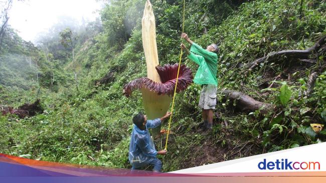 Wow... Bunga Bangkai Raksasa Mekar di Hutan Sumbar
