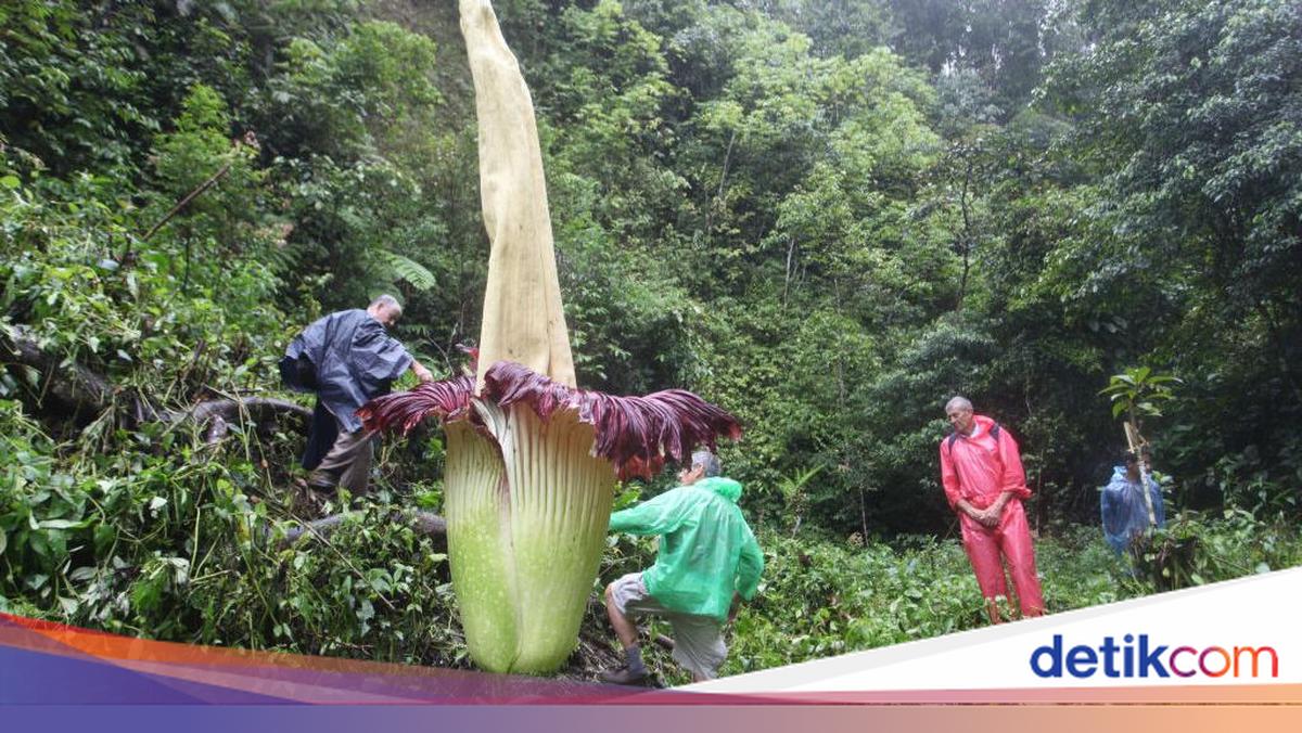 10 Bunga Terbesar di Dunia, Ada Titan Arum Hingga Rafflesia Arnoldi