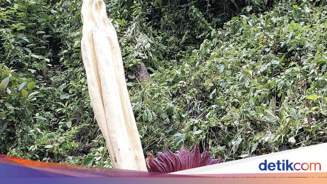 Heboh Penemuan Bunga Bangkai Raksasa di Kebun Milik Warga Agam Heboh Penemuan Bunga Bangkai Raksasa di Kebun Milik Warga Agam