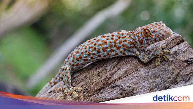 Ternyata Tokek Punya 'Kemampuan Super'