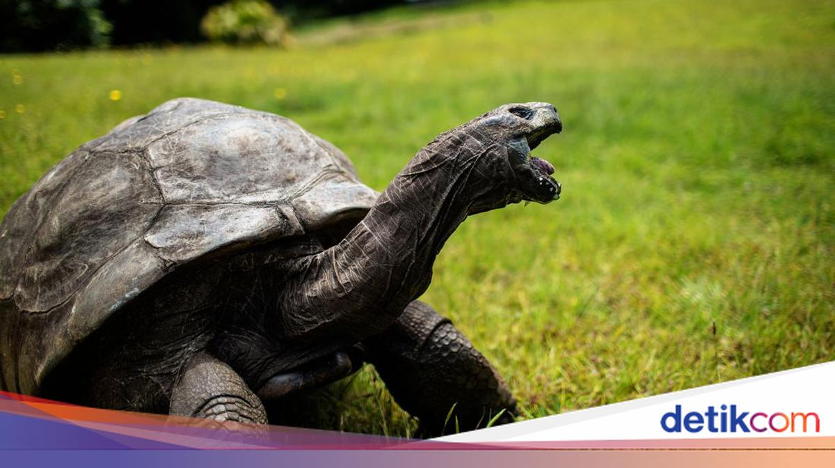 Jonathan Kura-kura Raksasa Tertua di Dunia Masih Hidup!