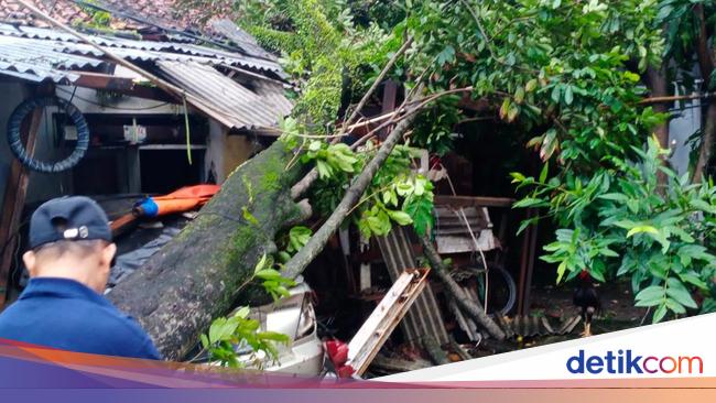 Pohon Tumbang Timpa Rumah-Mobil Warga di Bojong Nangka Bogor