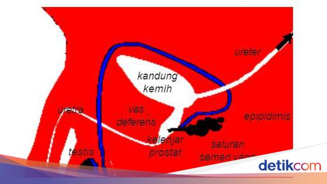 Berikut, Saluran Reproduksi Pria Urut Bagian Internal dan Eksternal