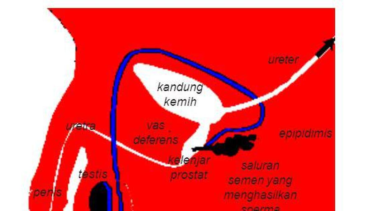 Berikut, Saluran Reproduksi Pria Urut Bagian Internal dan Eksternal