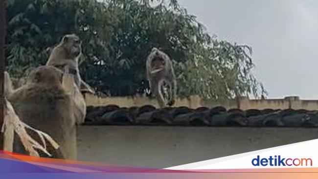 Kawanan Monyet Curi Gehu dan Bikin Resah Warga Bandung