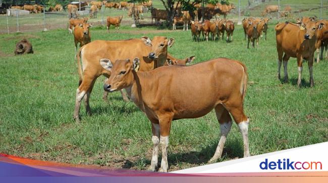 Mengenal Sapi Bali, Karakteristik Hingga Keunggulannya